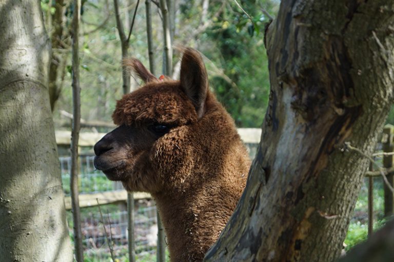 Pinnacle Alpacas - Alpaca Stud Male - Pinnacle Incan Prince