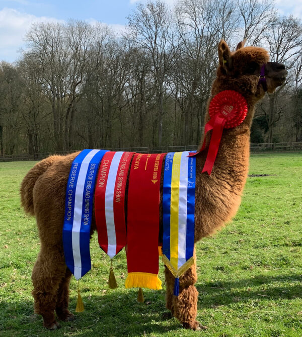 Pinnacle Alpacas - Our alpaca herd features the highest quality genetics