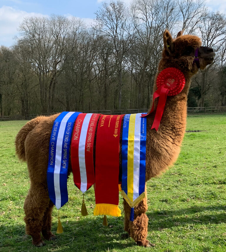 Pinnacle Alpacas - Alpaca Stud Male - Pinnacle Incan Prince